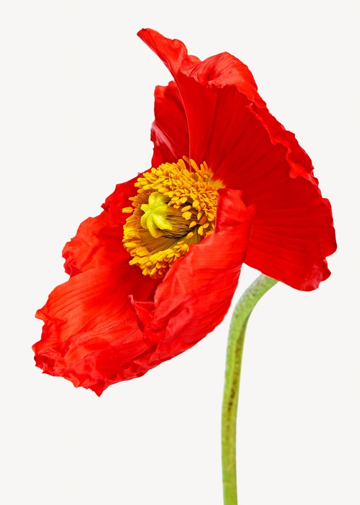Poppy flower isolated image | Free Photo - rawpixel