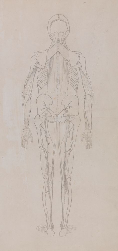 Human Figure, Posterior View (Outline | Free Photo - rawpixel