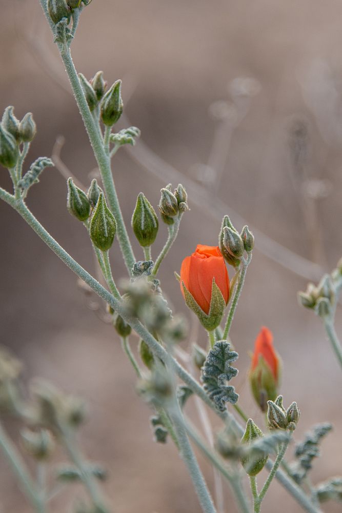 Globemallow (Sphaeralcea ambigua) | Free Photo - rawpixel