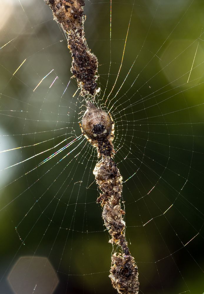 Cyclosa sp. web trashline orb | Free Photo - rawpixel