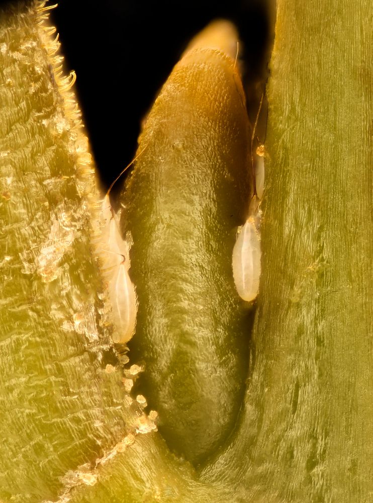 Baeoalitriozus diospyri, Persimmon psillid, AA | Free Photo - rawpixel