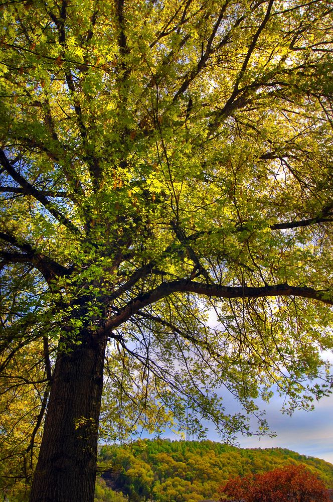 Trees in Oak Ridge | Free Photo - rawpixel