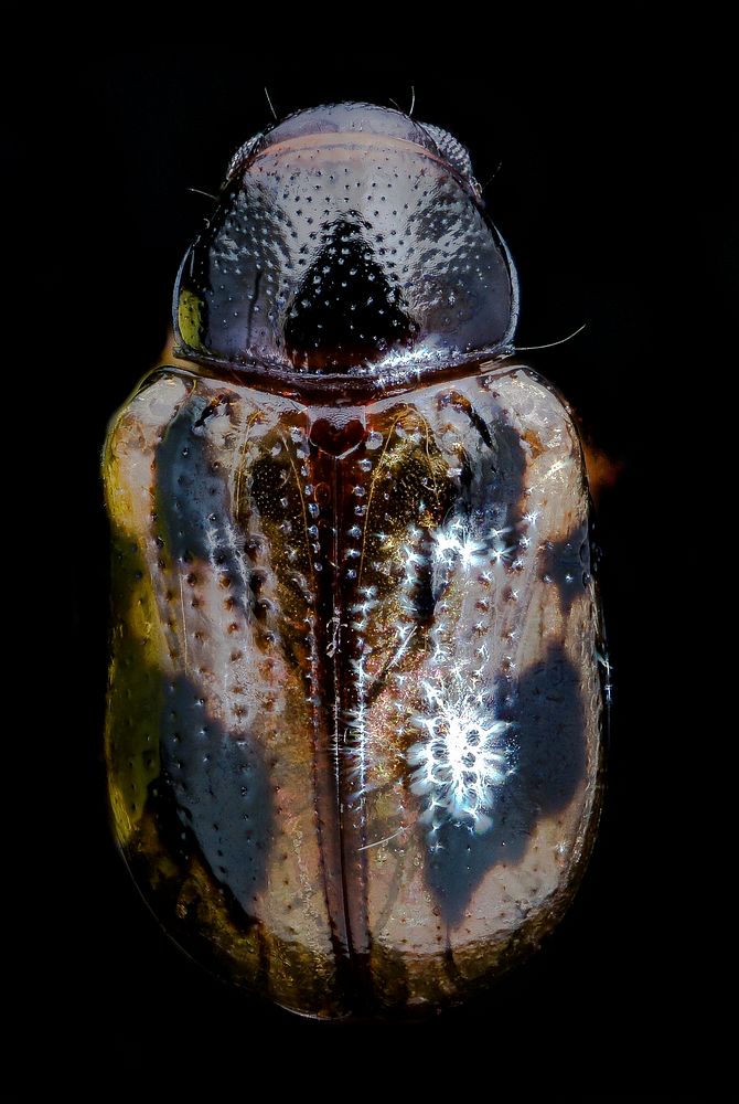 Tiny Beetle 2 jade | Free Photo - rawpixel