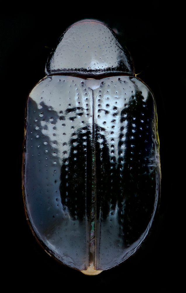 Tiny Beetle 1 jade | Free Photo - rawpixel