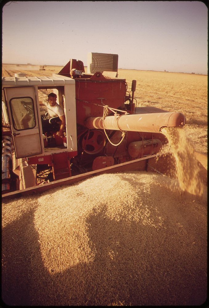 Harvesting barley grown Imperial Valley | Free Photo - rawpixel