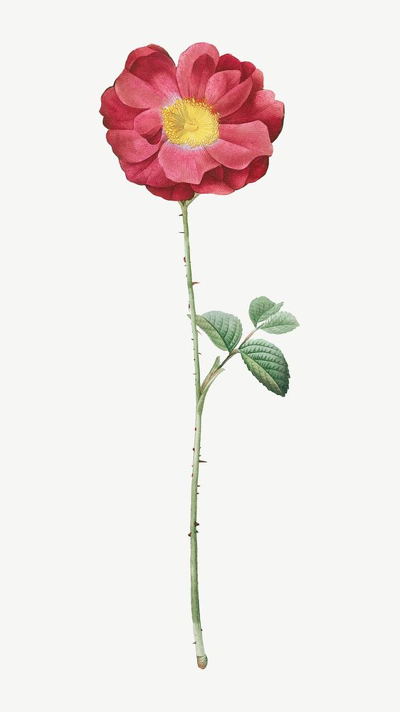 Red Portland rose collage element | Premium PSD - rawpixel