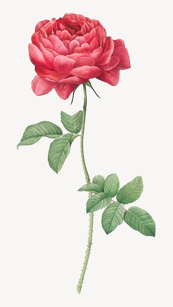 Vintage blooming red rose collage | Premium PSD - rawpixel