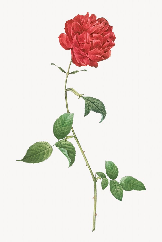 Vintage red cabbage rose image | Free Photo - rawpixel