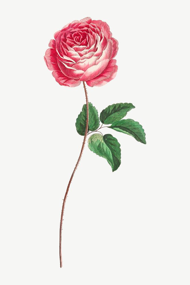 Provence rose collage element psd | Premium PSD - rawpixel