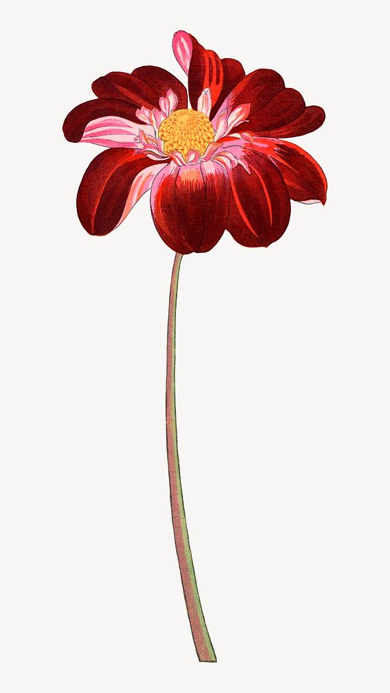 Red flower collage element psd | Premium PSD - rawpixel