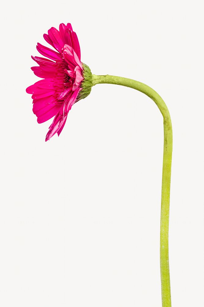 Simple pink flower image | Premium Photo - rawpixel