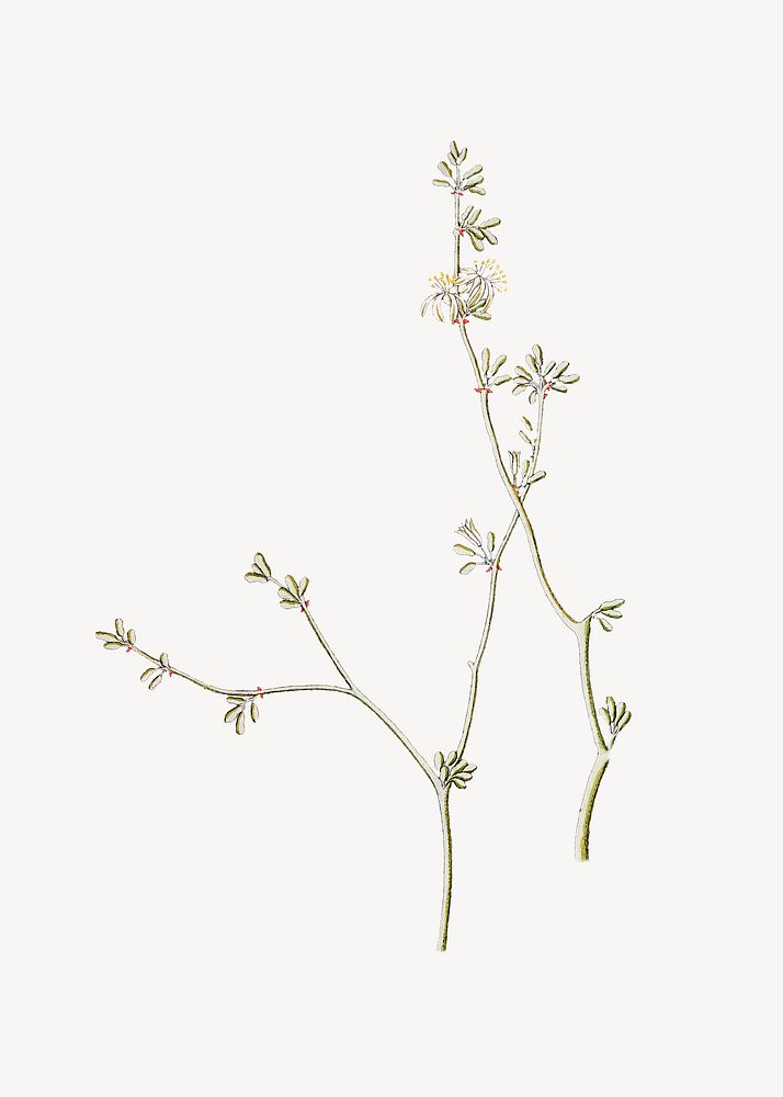 Vintage white flower illustration | Free Photo Illustration - rawpixel