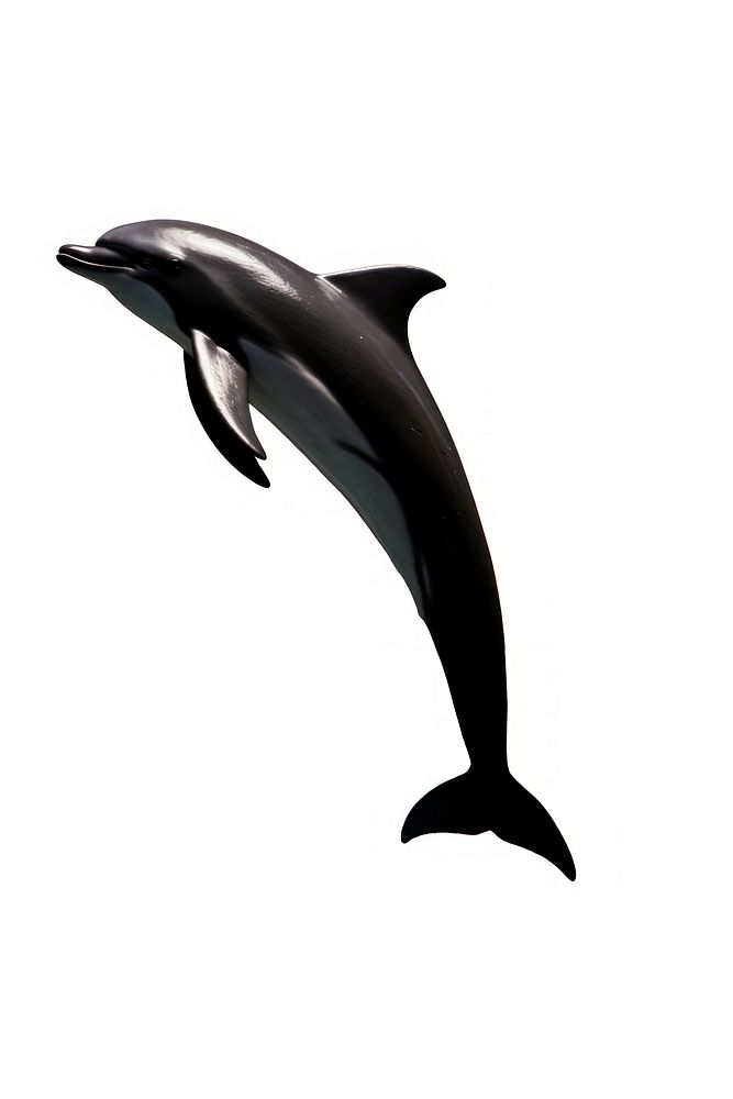 jumping black dolphin shadow animal | Premium Photo - rawpixel