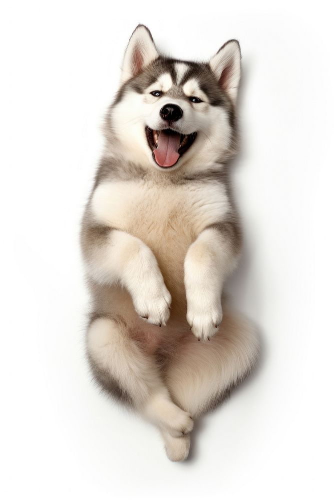 Happy Siberian Husky dog laying. | Free Photo - rawpixel