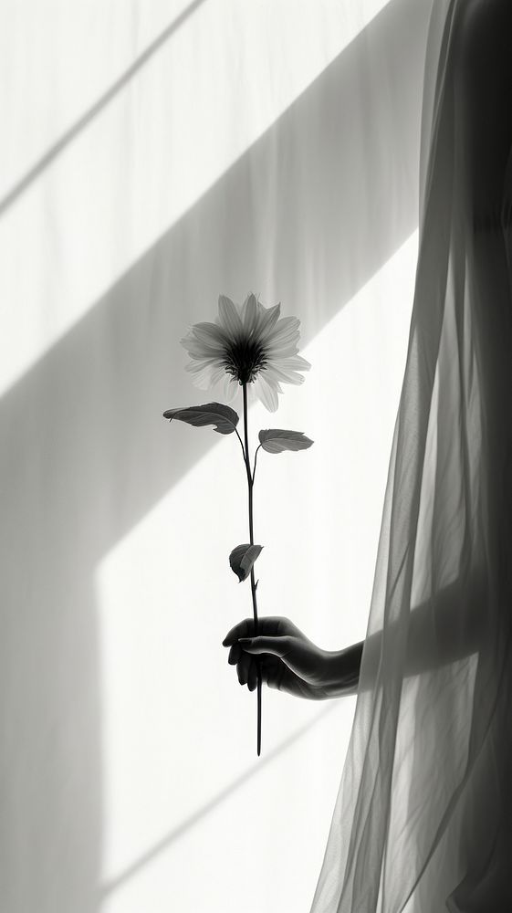 Flower hand shadow petal. AI | Premium Photo - rawpixel
