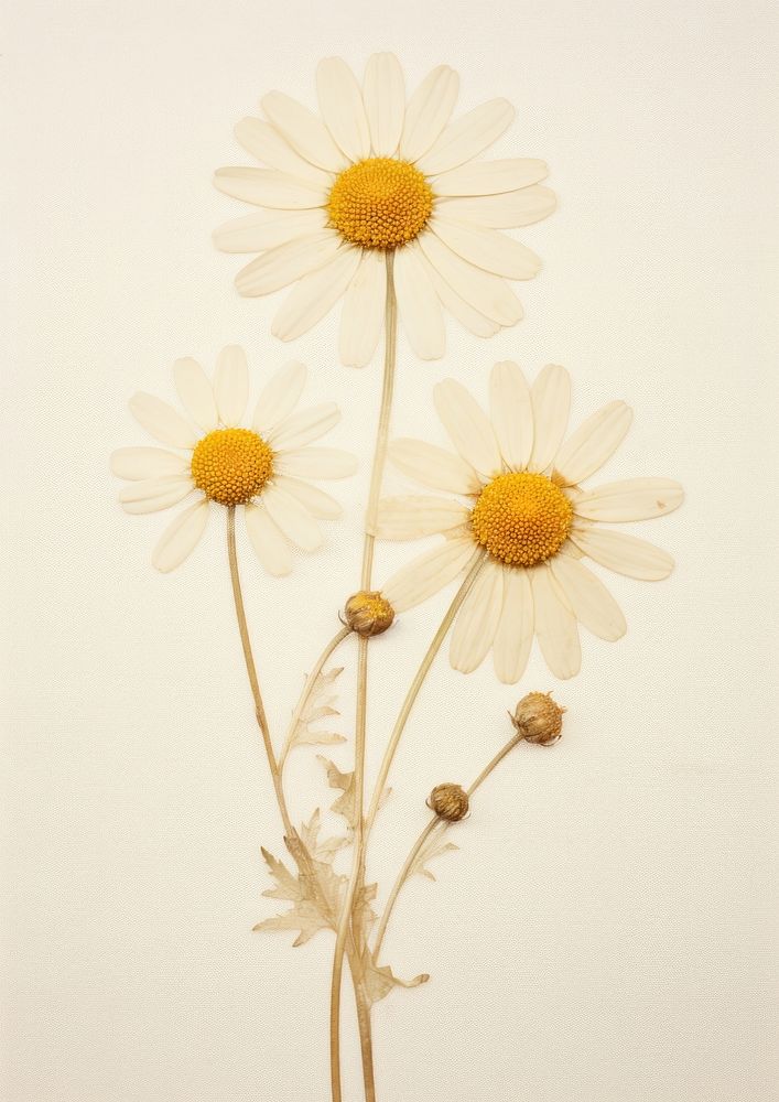 Real pressed single Feverfew flower | Free Photo - rawpixel
