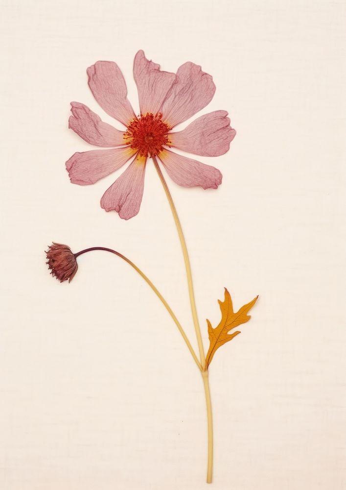 Real Pressed single colorful Flower | Premium Photo - rawpixel