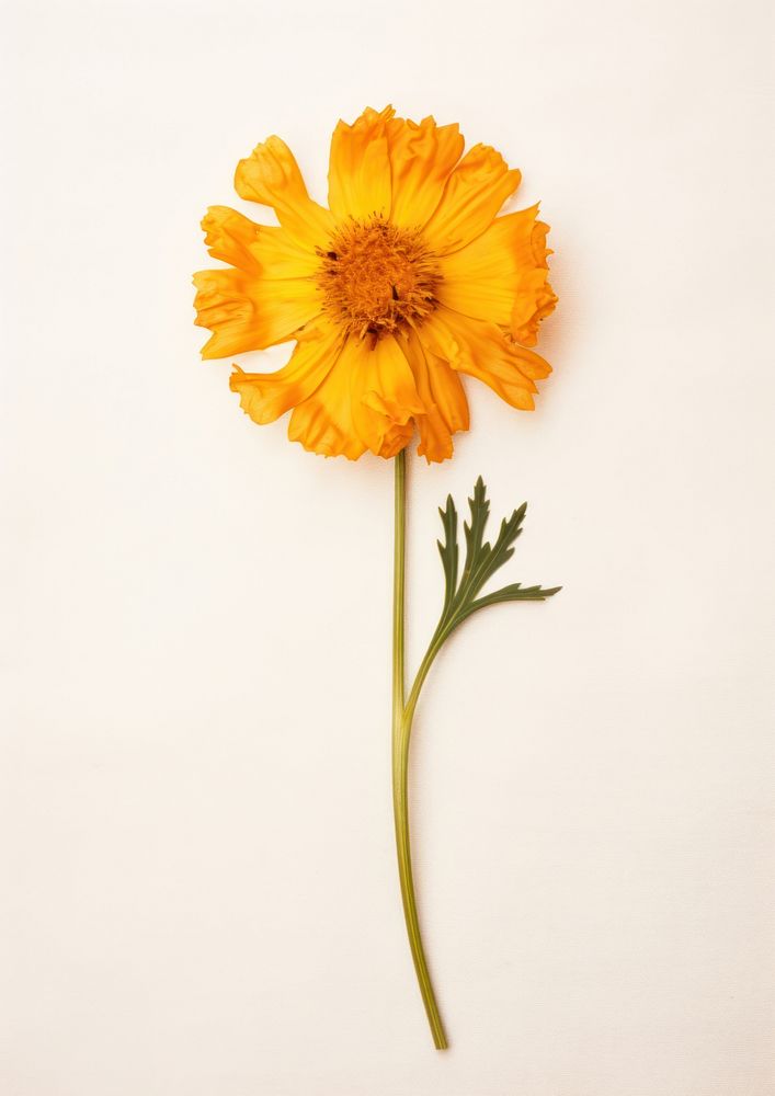 Real pressed single minimal Marigold | Premium Photo - rawpixel