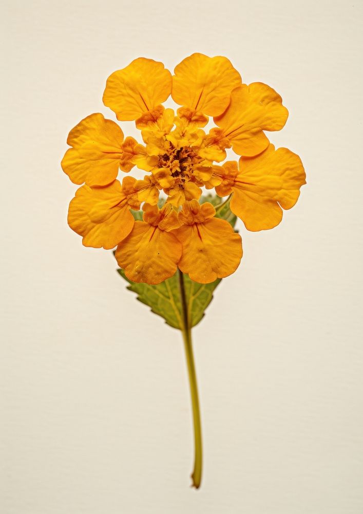 Real pressed single Lantana flower | Premium Photo - rawpixel