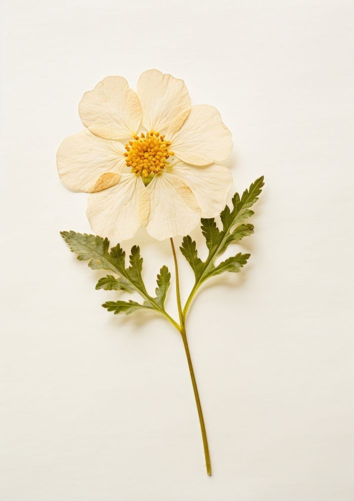 Real pressed single white flower | Free Photo - rawpixel