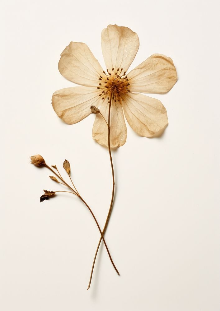 Real Pressed single minimal flower | Free Photo - rawpixel