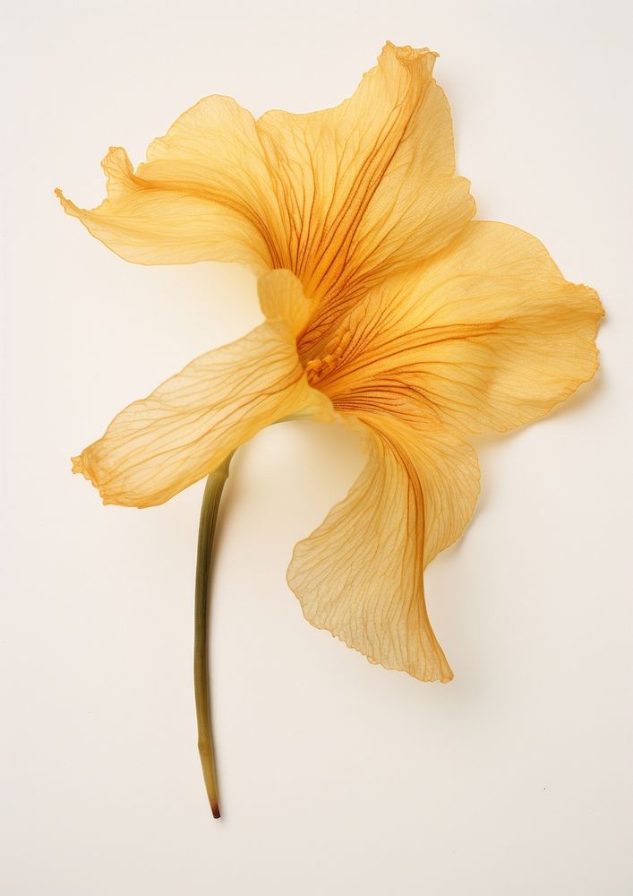 Real pressed single Daylily flower | Premium Photo - rawpixel