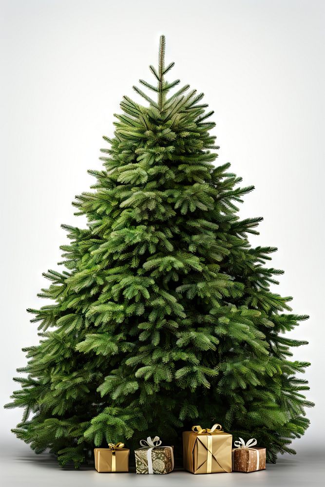 Christmas tree plant pine fir. | Free Photo - rawpixel