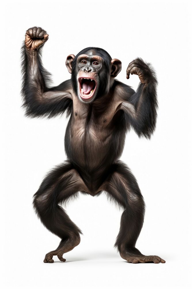 Happy smiling chimpanzee dancing wildlife | Free Photo - rawpixel