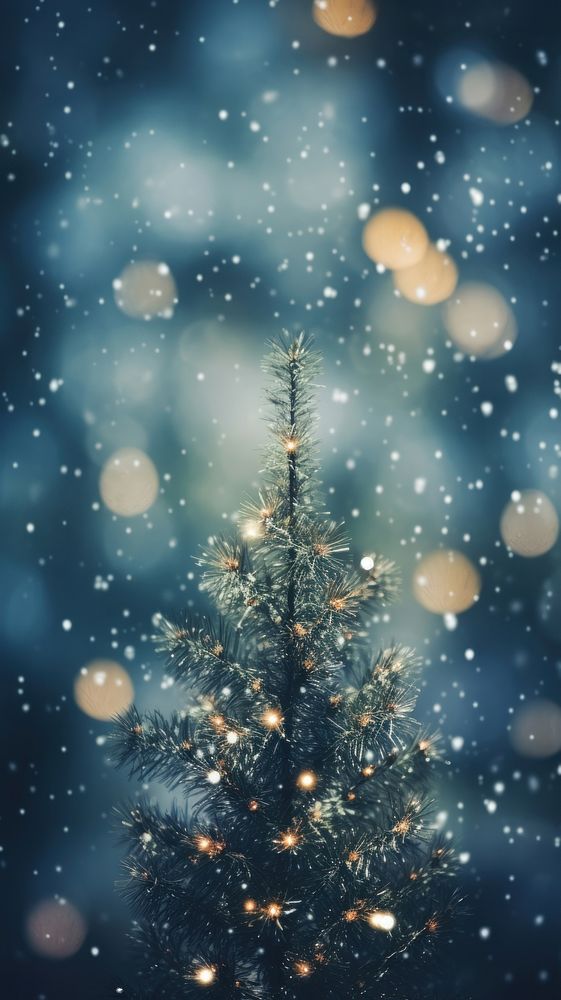 Christmas tree outdoors nature plant. | Premium Photo - rawpixel