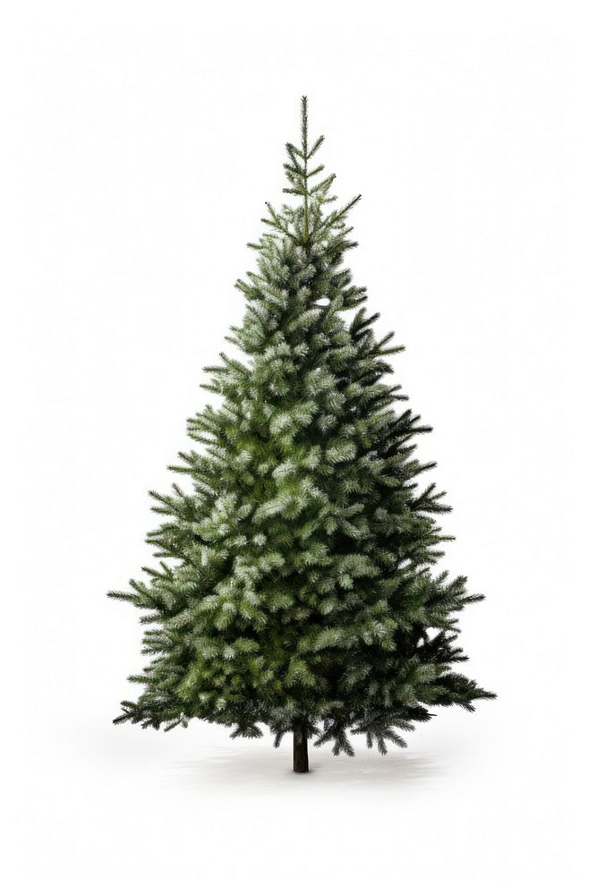 Christmas tree christmas plant pine. | Free Photo - rawpixel