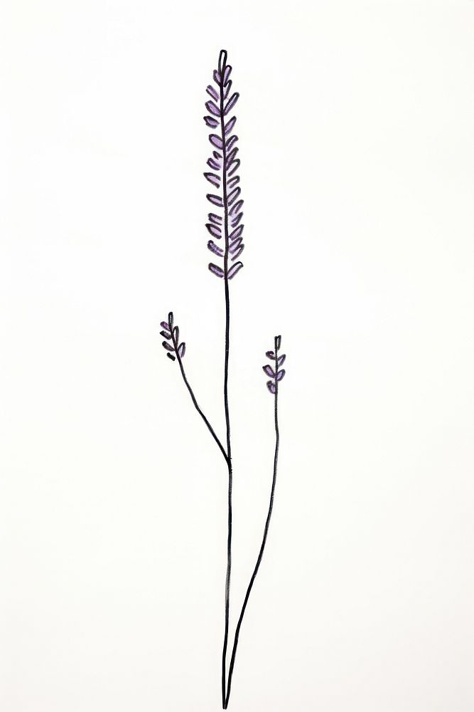 Lavandula drawing flower plant. | Free Photo Illustration - rawpixel