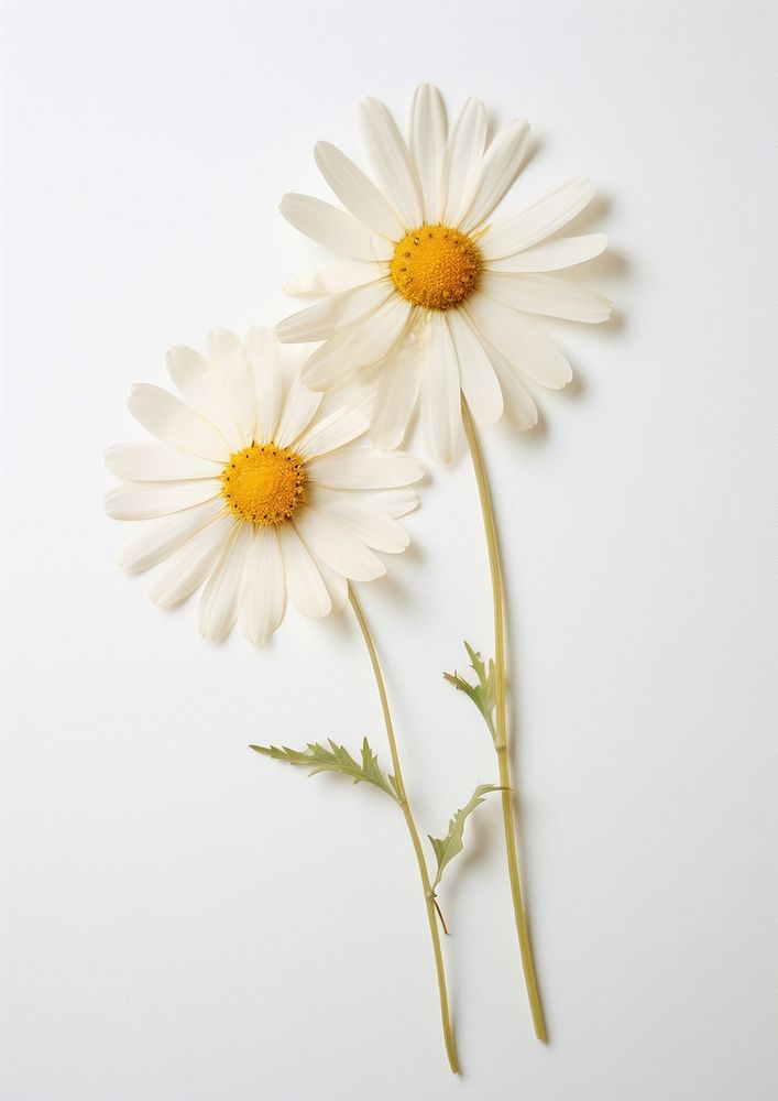 Real Pressed single minimal daisy | Free Photo - rawpixel