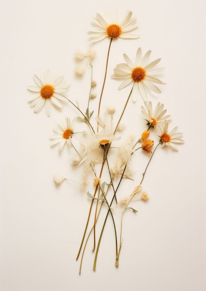 Real Pressed single minimal daisy | Free Photo - rawpixel