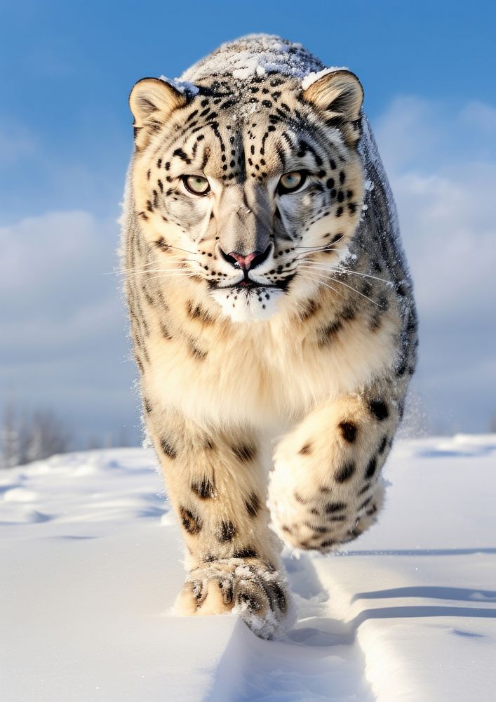 Snow leopard wildlife animal mammal. | Premium Photo - rawpixel