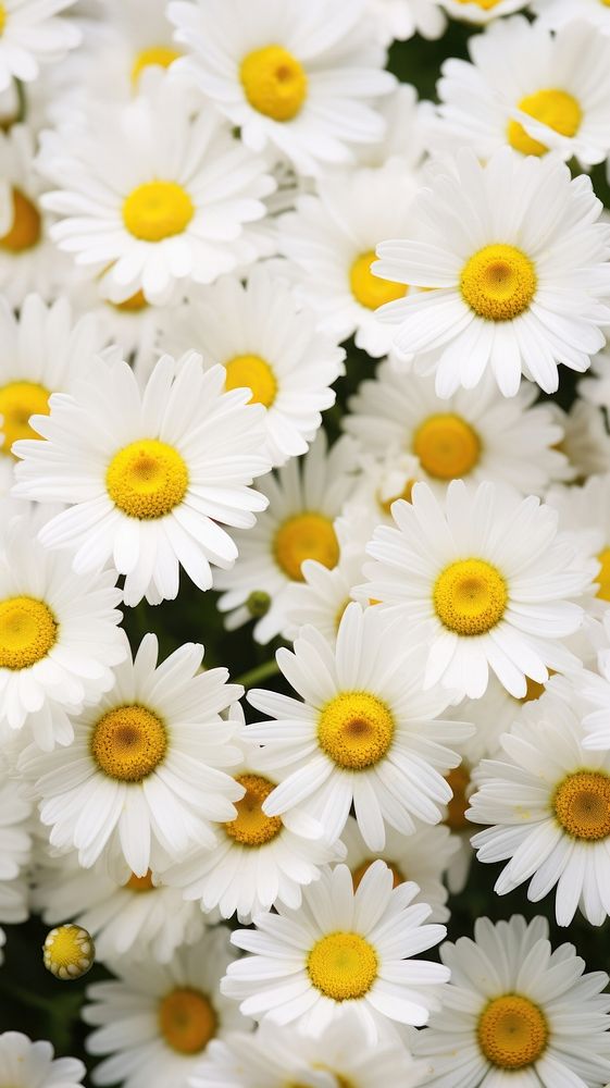 Daisy background backgrounds outdoors blossom. | Premium Photo - rawpixel