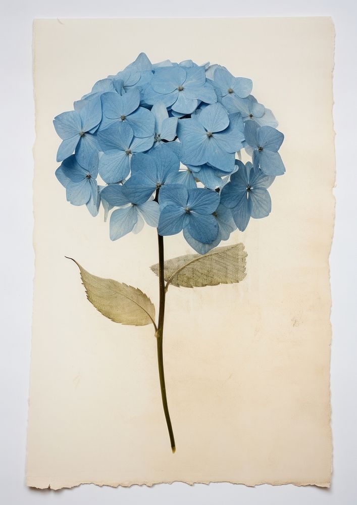 Real Pressed single blue hydrangea | Premium Photo - rawpixel