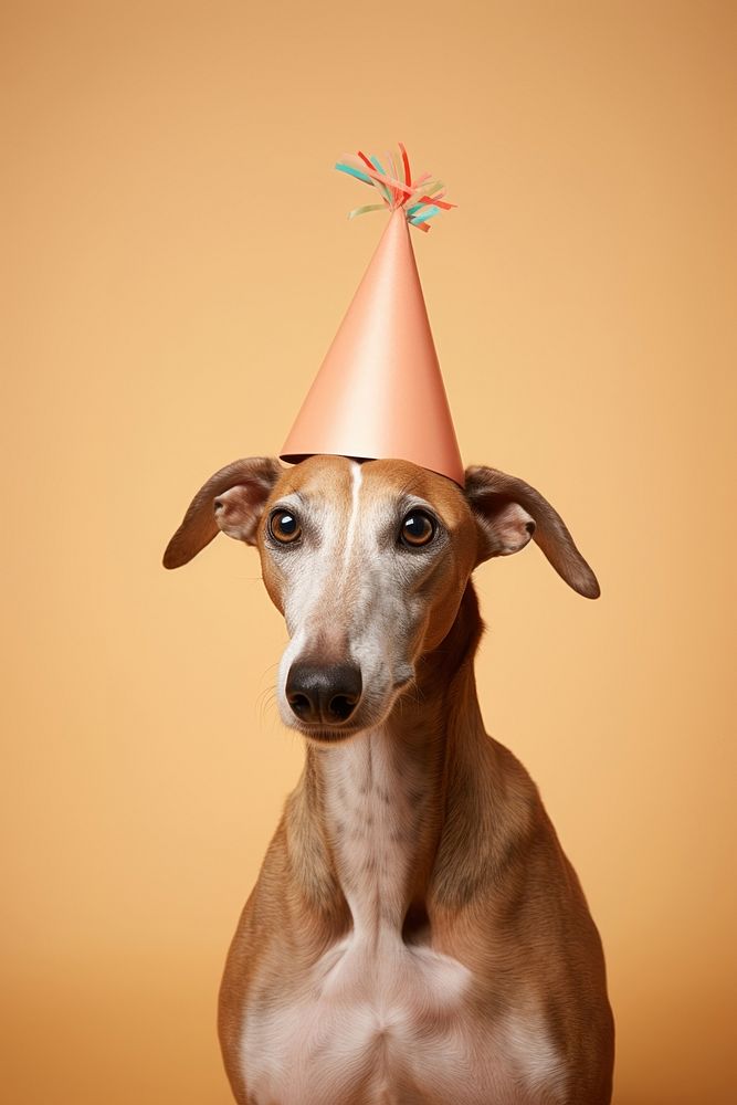 Greyhound dog wearing birthday hat. | Free Photo - rawpixel