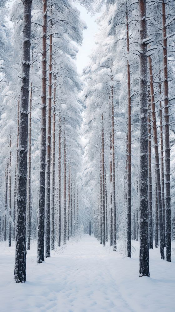 Winter forest tree snow. AI | Free Photo - rawpixel