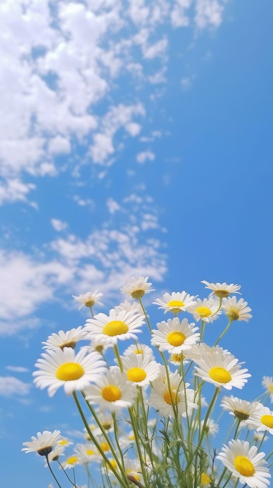 Daisy nature sky outdoors. AI | Premium Photo - rawpixel