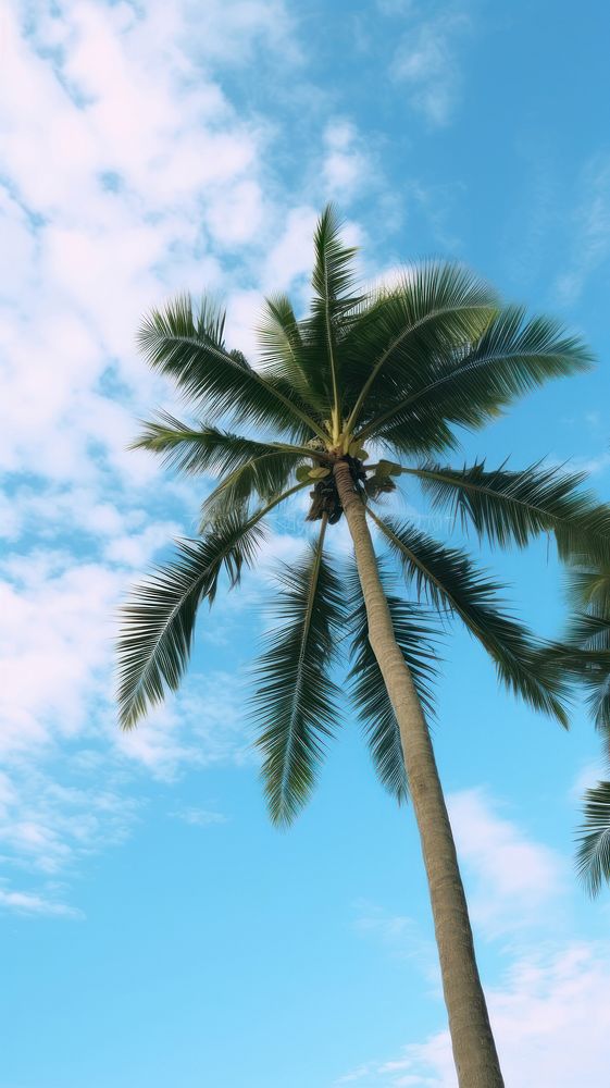 Plam tree outdoors nature plant. | Free Photo - rawpixel