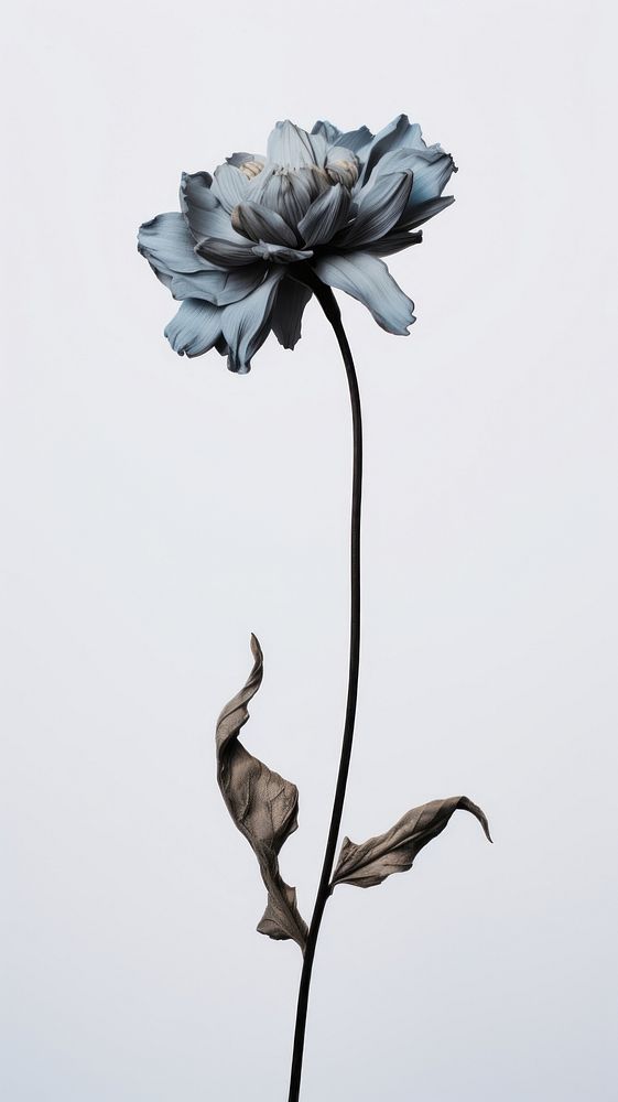 Dead Flowers Images Images | Free Photos, PNG Stickers, Wallpapers ...