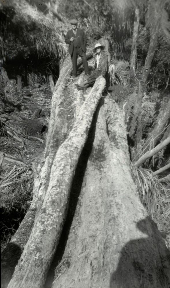 giant rata Waiopehu Scenic Reserve | Free Photo - rawpixel