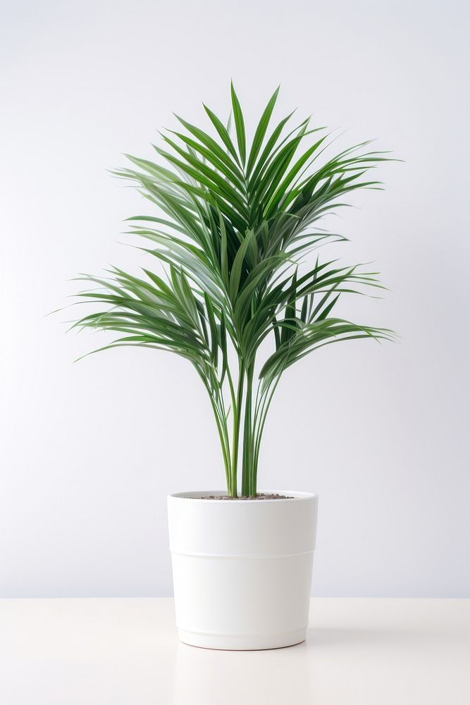 Plam plant white pot leaf | Premium Photo - rawpixel