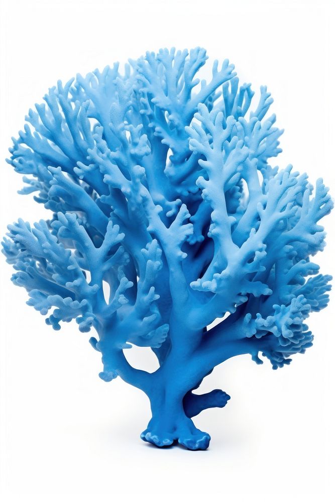 Individual blue coral outdoors nature | Free Photo - rawpixel