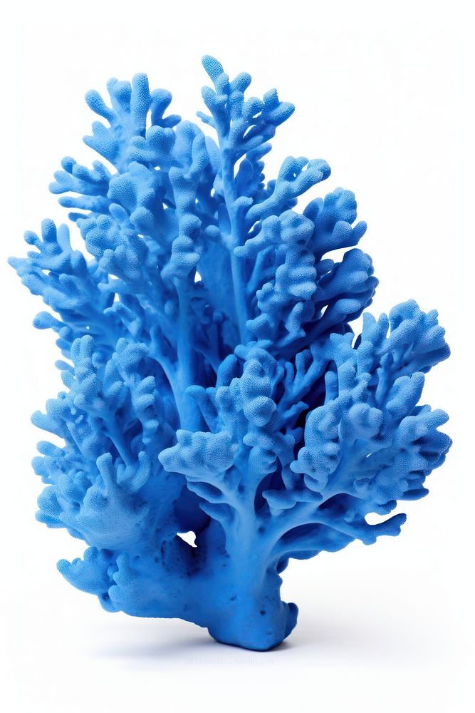 Individual blue coral nature plant | Free Photo - rawpixel
