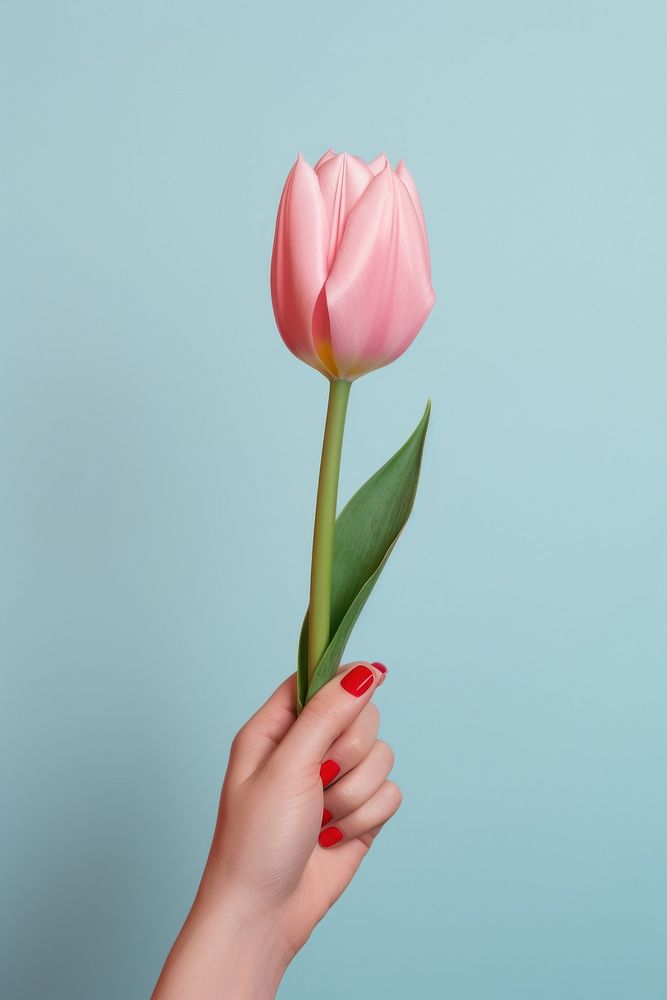 Hand holding tulip flower petal | Free Photo - rawpixel