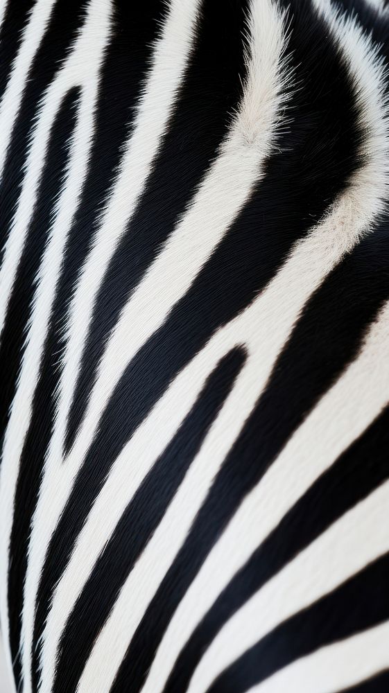 Zebra skin wildlife animal mammal. | Free Photo - rawpixel