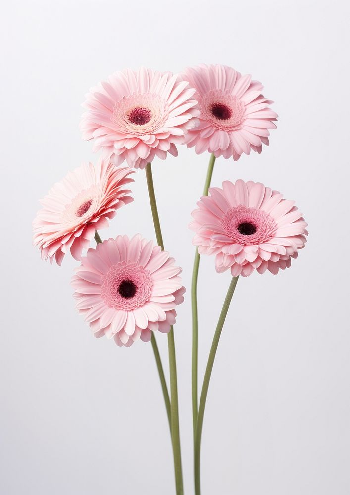 Light pink 5 gerberas flower | Premium Photo - rawpixel