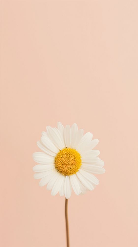 Daisy flower petal plant. AI | Free Photo - rawpixel
