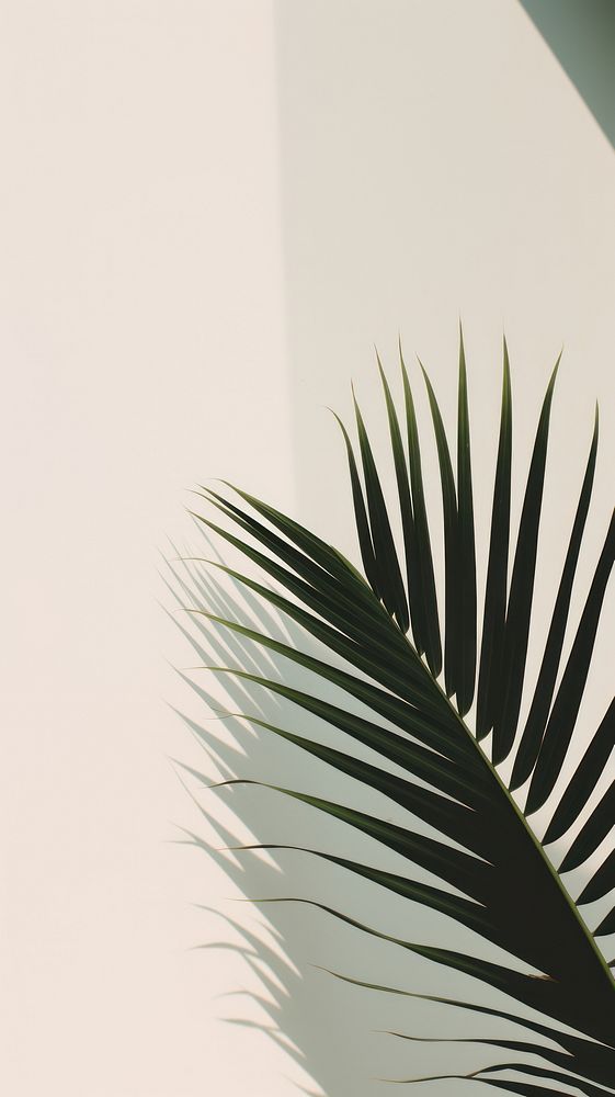 Palm leaves shadow plant leaf | Free Photo - rawpixel